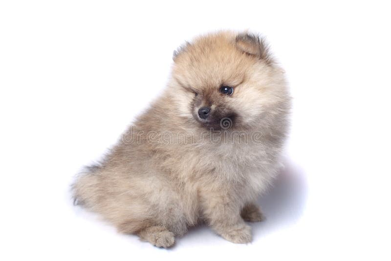 Cute Little Puppy Small German Spitz Isolated on White Background Stock ...