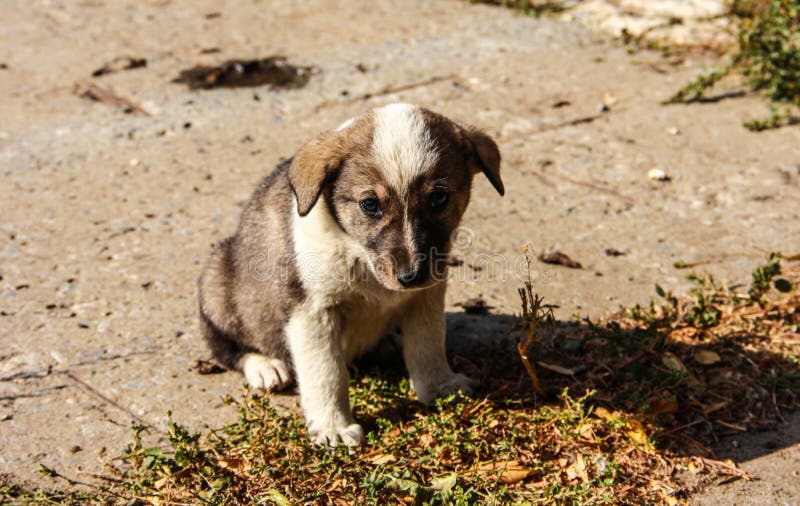Cute Little Puppy of a Stray Dog Stock Photo - Image of charity, lonely ...