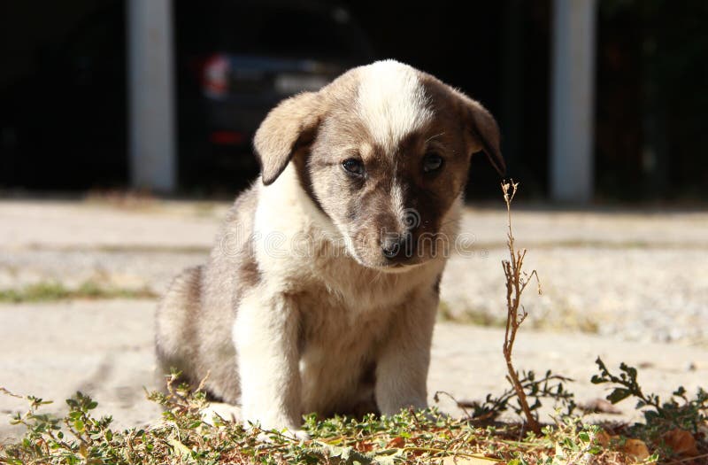 Cute Little Puppy of a Stray Dog Stock Photo - Image of charity, lonely ...