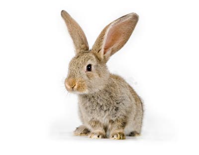 Cute little rabbit stock photo. Image of watching, tame - 11360280