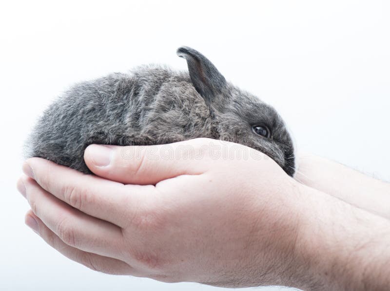 Cute little rabbit stock image. Image of white, bunny - 143476475