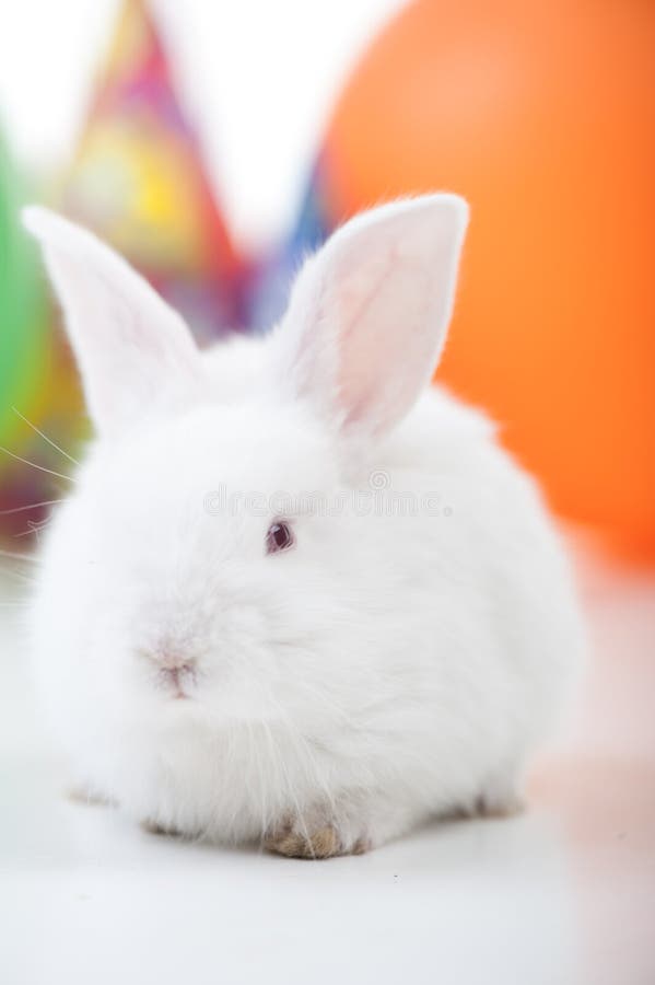 Cute little rabbit stock image. Image of basket, nice - 143476621