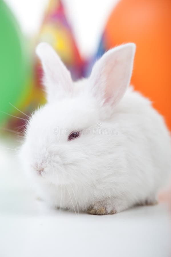 Cute little rabbit stock photo. Image of cute, holiday - 143476628
