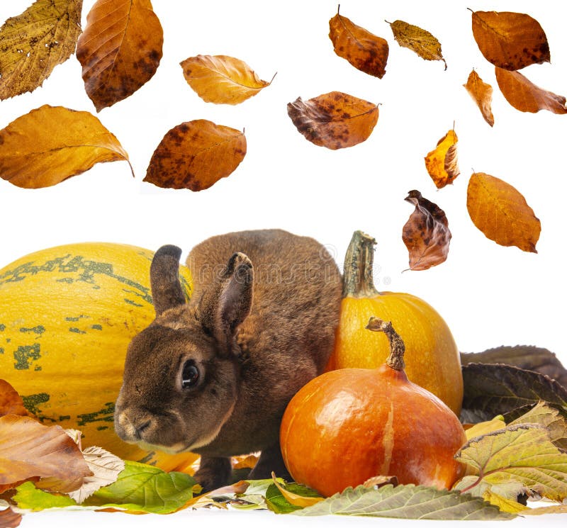 Cute Little Rabbits and an Autumnal Leaves Stock Photo - Image of ...
