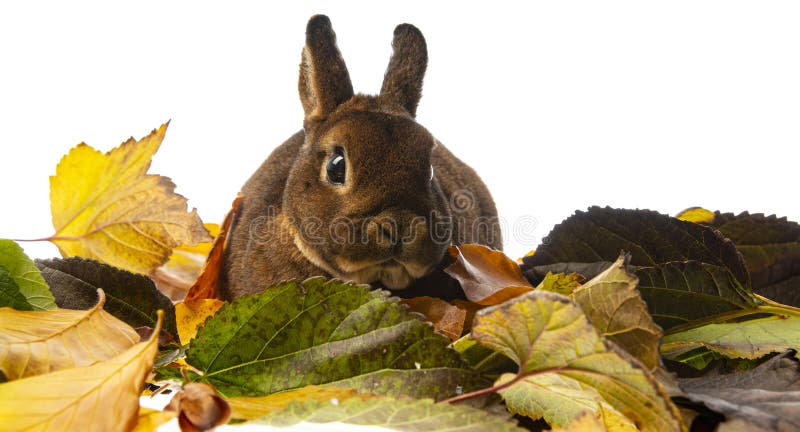 Cute Little Rabbit and Autumnal Leaves Stock Image - Image of adorable ...