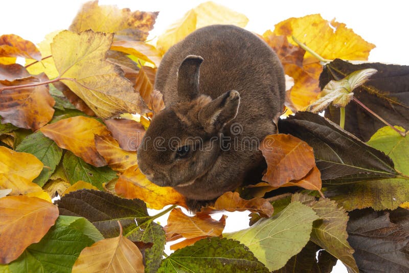 Cute Little Rabbit and Autumnal Leaves Stock Image - Image of ...