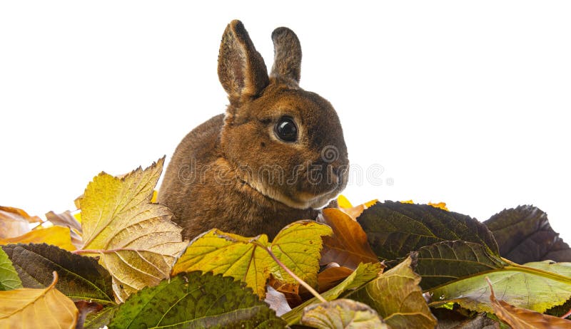 Cute Little Rabbit and Autumnal Leaves Stock Image - Image of brown ...