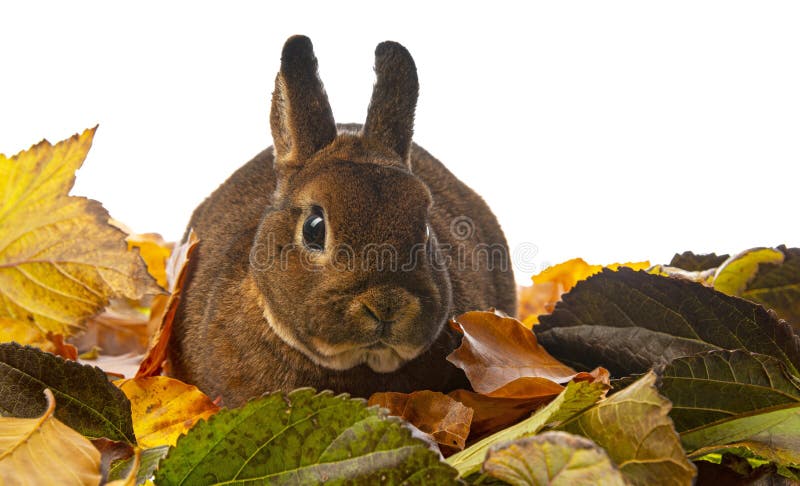 Cute Little Rabbit and Autumnal Leaves Stock Photo - Image of bright ...