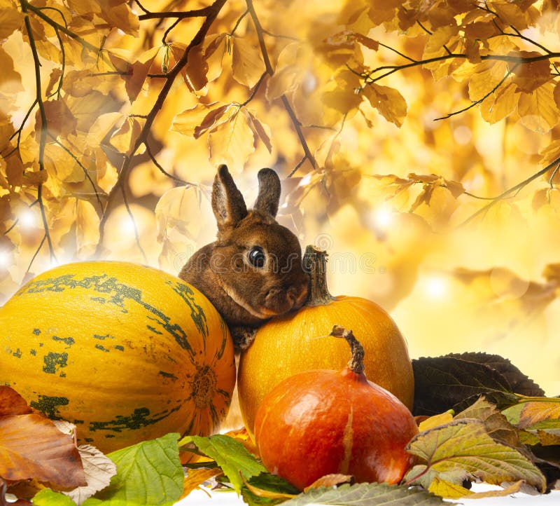 Cute Little Rabbit and Autumnal Leaves Stock Photo - Image of animal ...