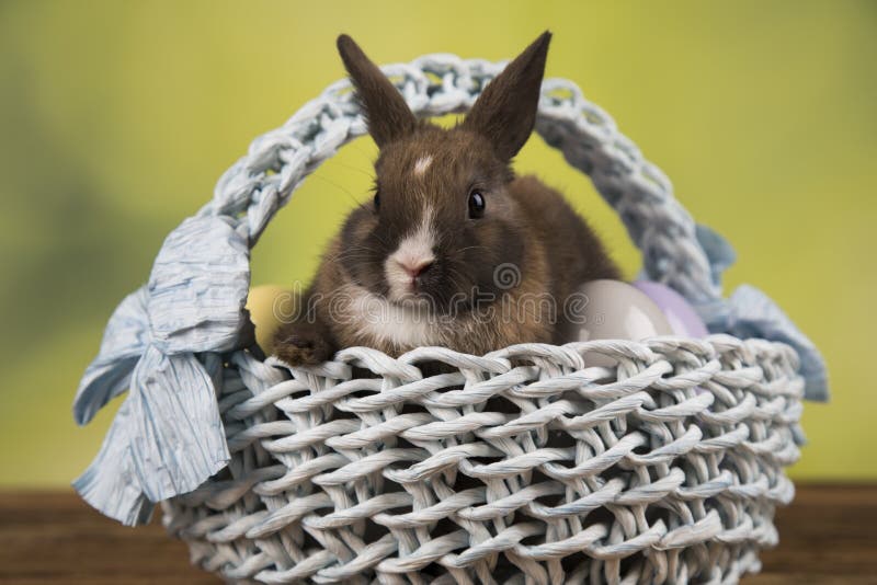 Cat in the basket stock photo. Image of eyes, beautiful - 2005972