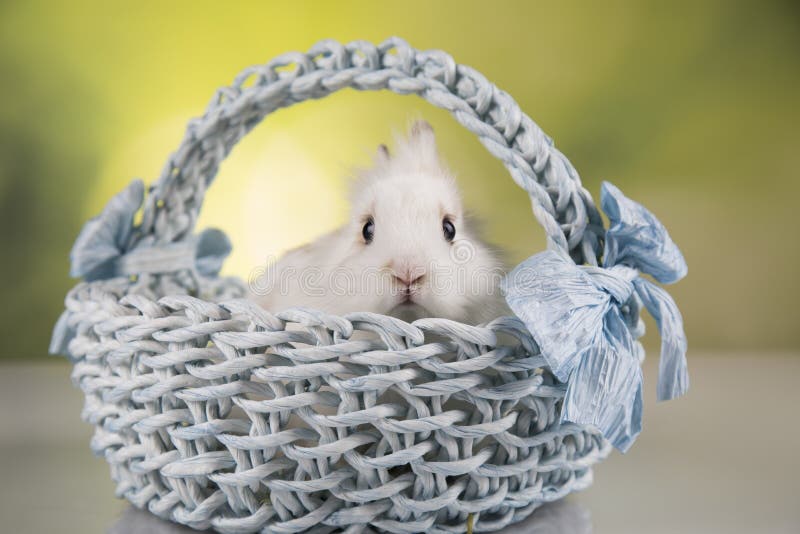 Cat in the basket stock photo. Image of eyes, beautiful - 2005972
