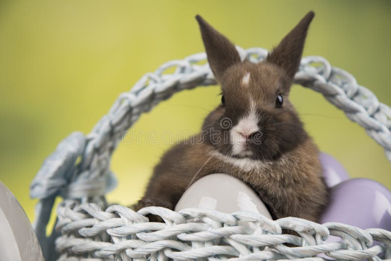 Cute Little Rabbit with Basket Background Stock Photo - Image of bunny ...