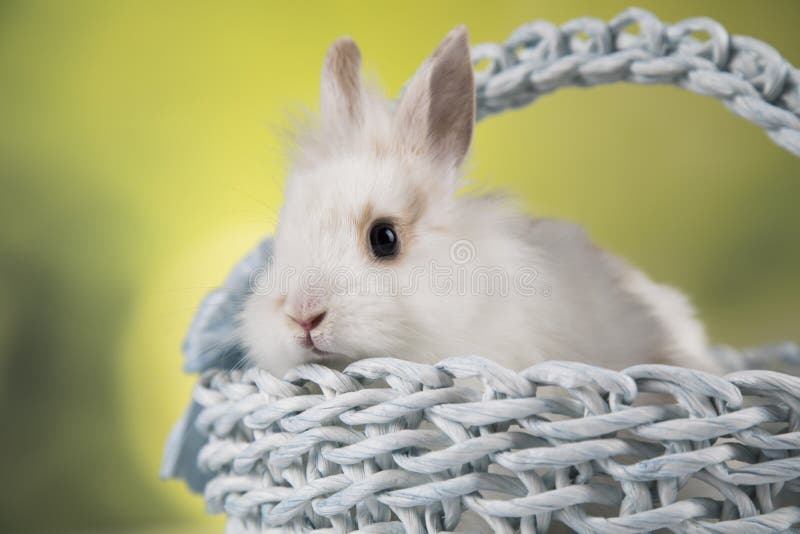 Cute Little Rabbit with Basket Background Stock Photo - Image of baby ...