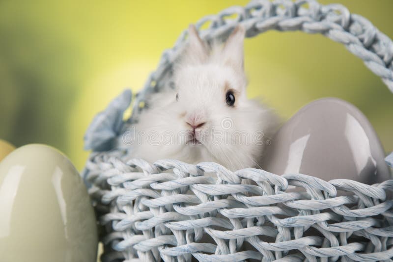 Cute Little Rabbit with Basket Background Stock Image - Image of ...