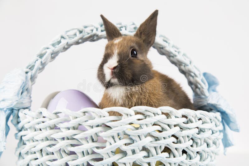 Cat in the basket stock photo. Image of eyes, beautiful - 2005972
