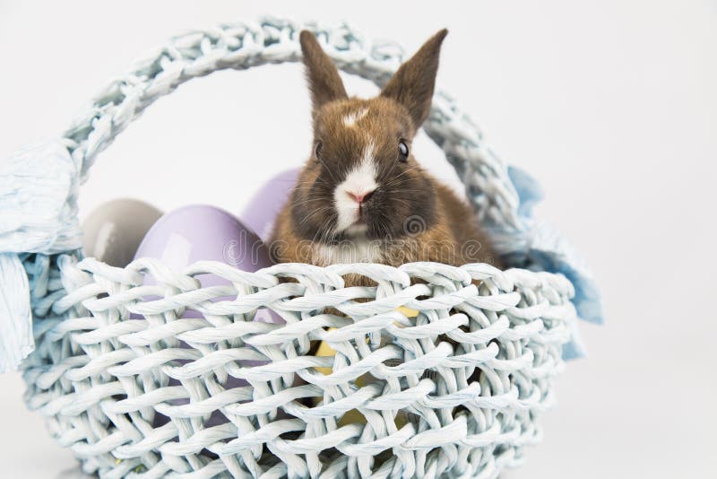 Cat in the basket stock photo. Image of eyes, beautiful - 2005972