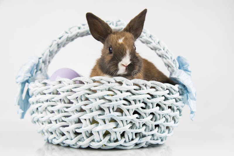 Cat in the basket stock photo. Image of eyes, beautiful - 2005972