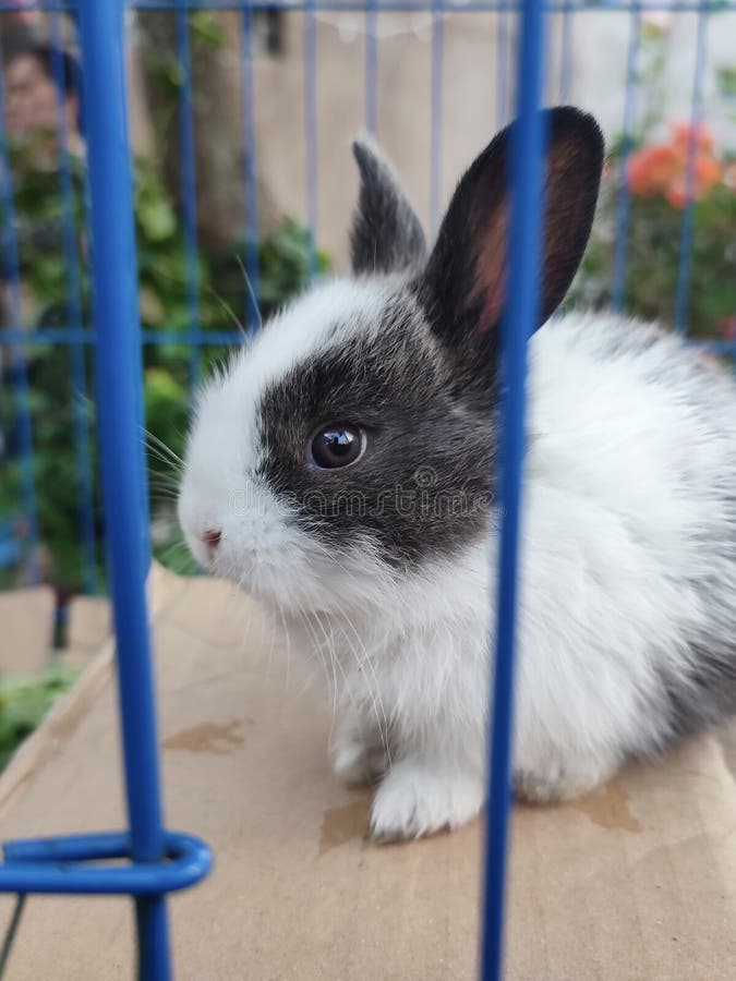 Cute Little Rabbit in a Blue Cage Stock Image - Image of pretty ...