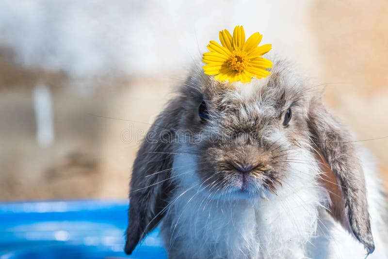 Cute Little Rabbit on Blue Tank Stock Photo - Image of small, rabbit ...