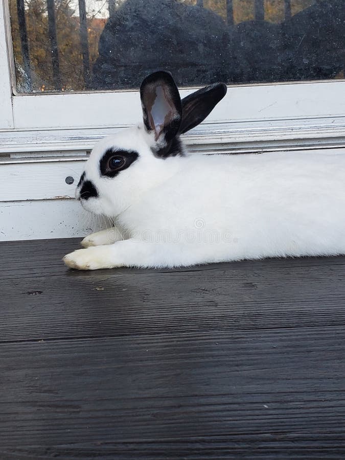 Cute little rabbit chillin stock photo. Image of chillin - 169199030