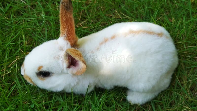 Cute little rabbit stock image. Image of little, nose - 189221719