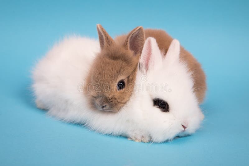 Cute White Baby Bunny Rabbit Stock Photo - Image of elegant, eyes ...