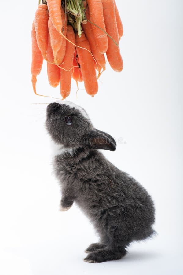 Cute Little Rabbit with Carrot Stock Photo - Image of little, basket ...