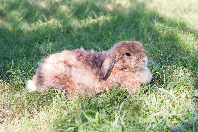 Cute Little Rabbit on Green Grass in Sunshine Day Stock Image - Image ...