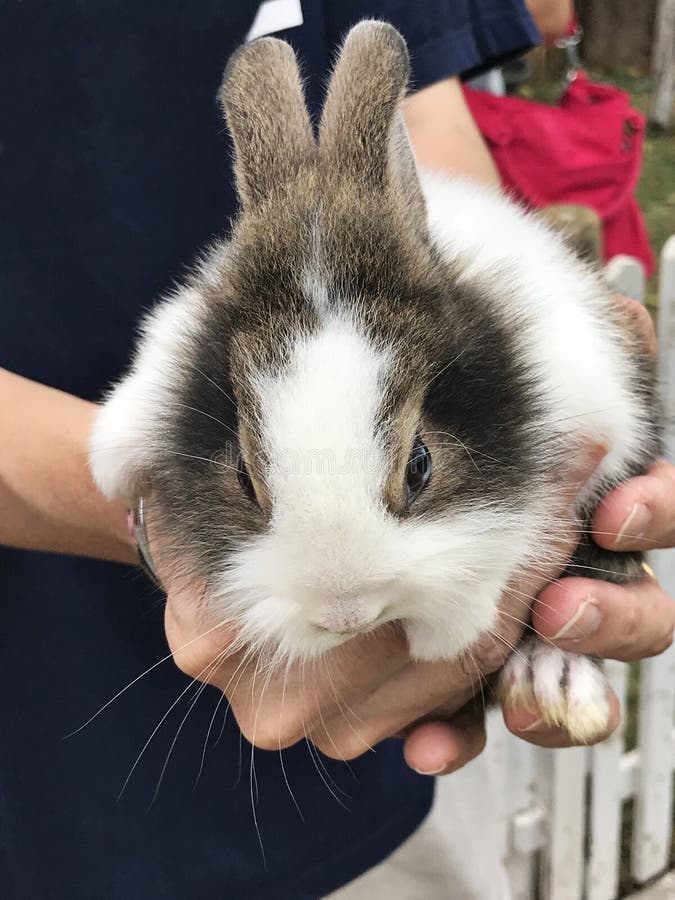 A cute little rabbit. stock image. Image of biodiversity - 119488301