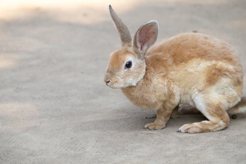 Cute little rabbit stock image. Image of sitting, adorable - 148118417