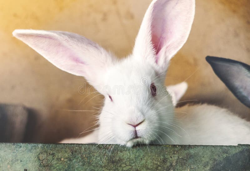 Cute little rabbit stock image. Image of easter, spring - 87732073