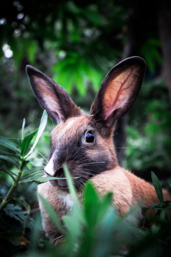 The Cute Little Rabbit Looks at Camera Stock Image - Image of texture ...