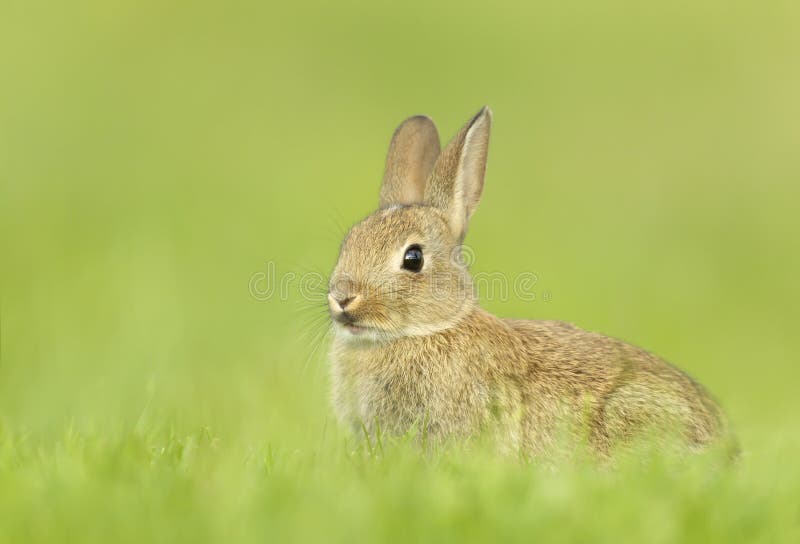 Cute Little Rabbit Sitting in Grass in Spring Stock Image - Image of ...
