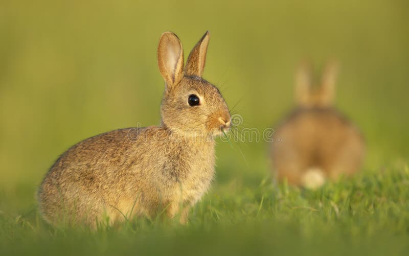 Cute Little Rabbit Sitting in Grass in Spring Stock Photo - Image of ...