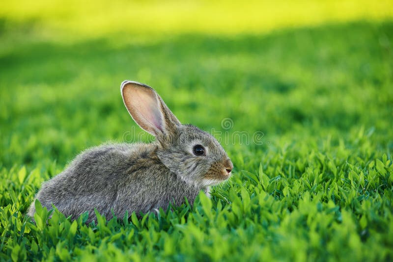 Cute Little Rabbit is Sitting on Green Grass Stock Image - Image of ...
