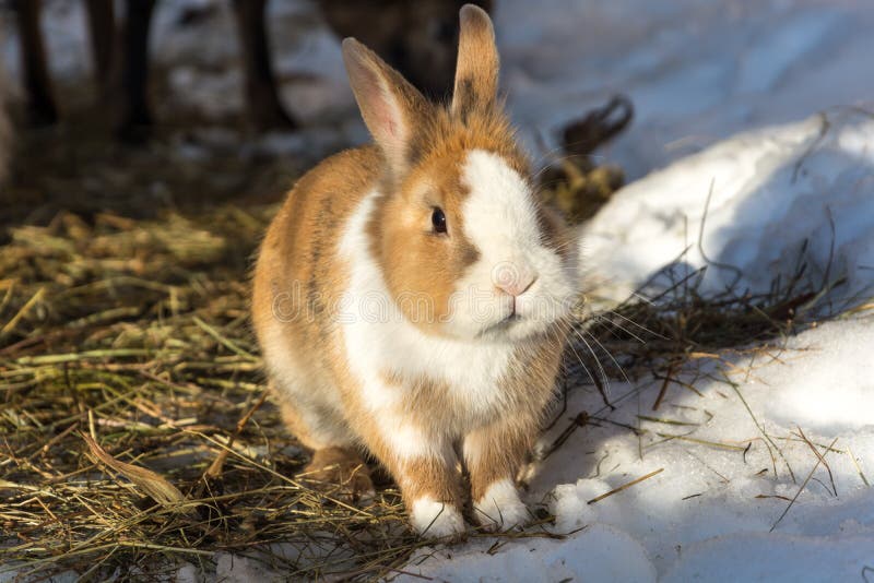 Cute Little Rabbit on Straw in the Snow Stock Image - Image of serfaus ...