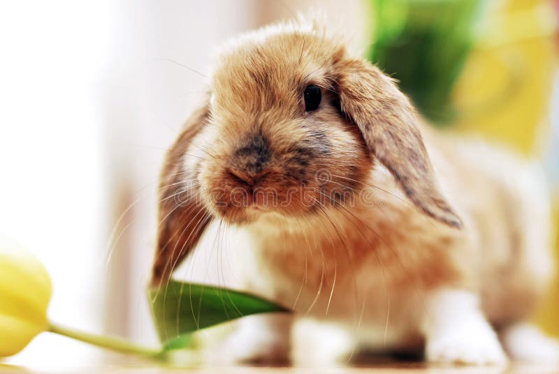 Cute little rabbit stock photo. Image of hare, adorable - 32004532