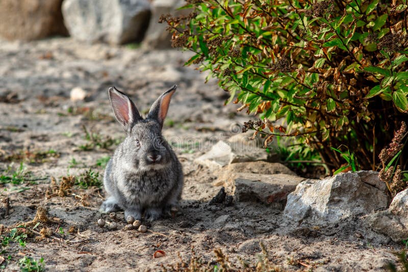 Cute Little Rabbit Walking in the Yard Stock Photo - Image of outdoors ...