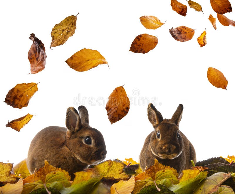 Cute Little Rabbits and an Autumnal Leaves Stock Photo - Image of baby ...
