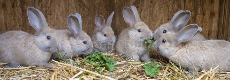 Cute little rabbits stock image. Image of rabbit, rabbits - 105975101