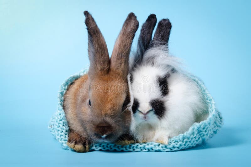 2 Cute Little Rabbits Hiding in a Blue Knit Hat. Easter Stock Image ...