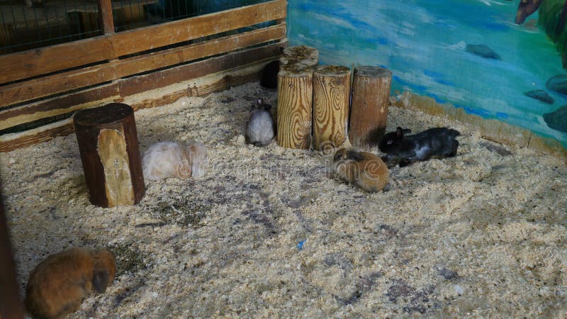 Cute Little Rabbits in Petting Zoo Stock Footage - Video of nature ...