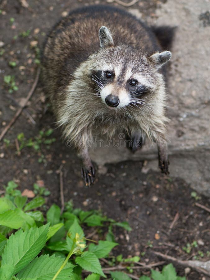 Cute Little raccoon stock photo. Image of full, urban - 72792632