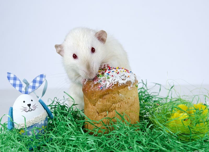 Cute little rat. stock photo. Image of easter, celebrations - 53371632