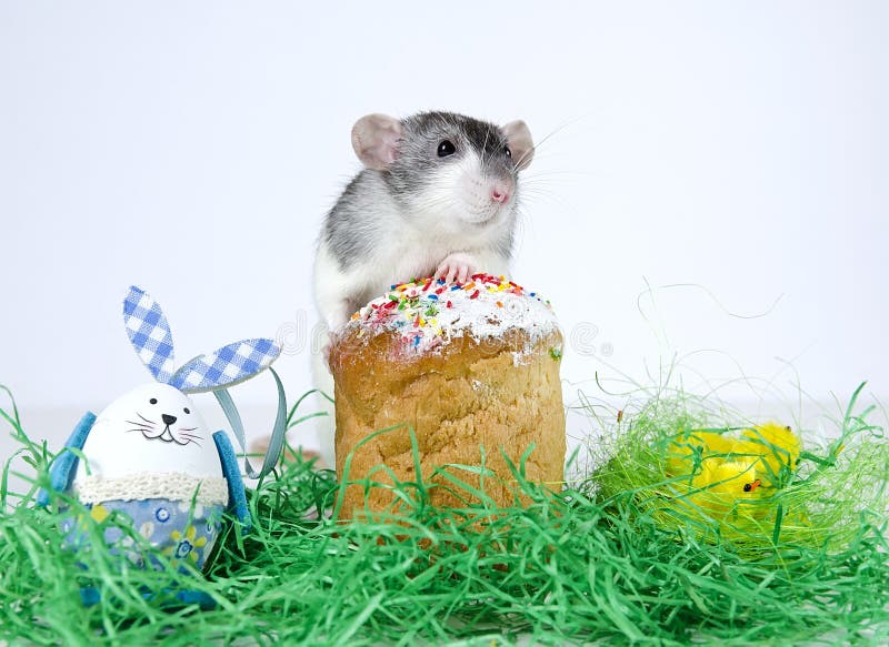 Cute little rat. stock photo. Image of dessert, animals - 53371674