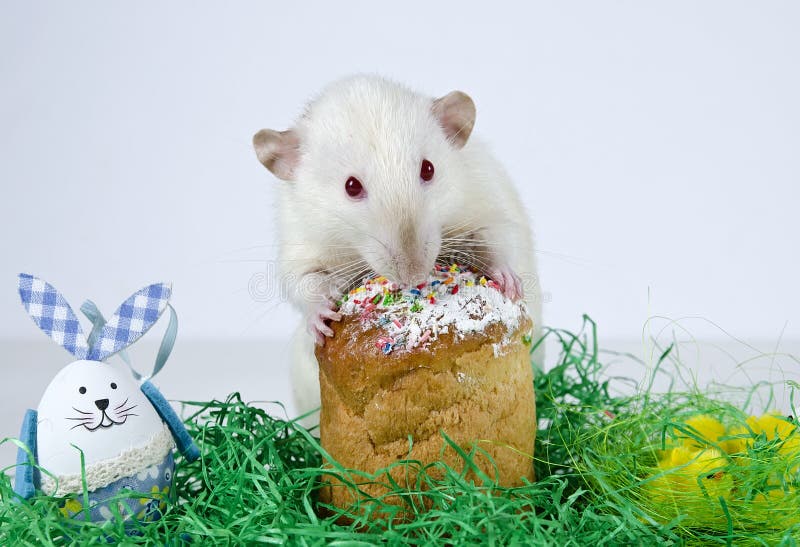 Cute little rat. stock image. Image of gray, easter, decoration - 53371623