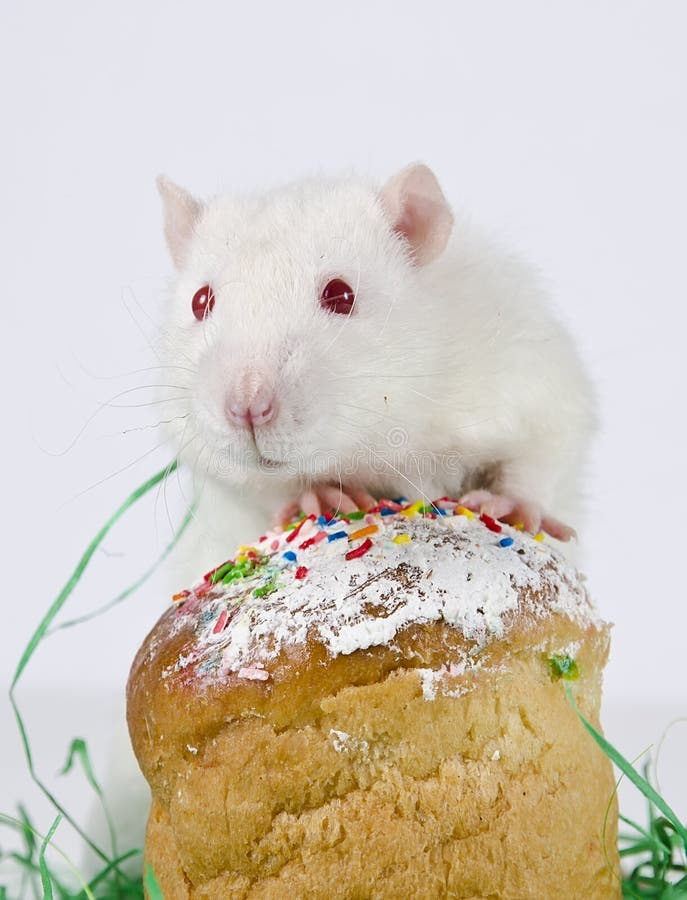 Cute little rat. stock photo. Image of dessert, animals - 53371674