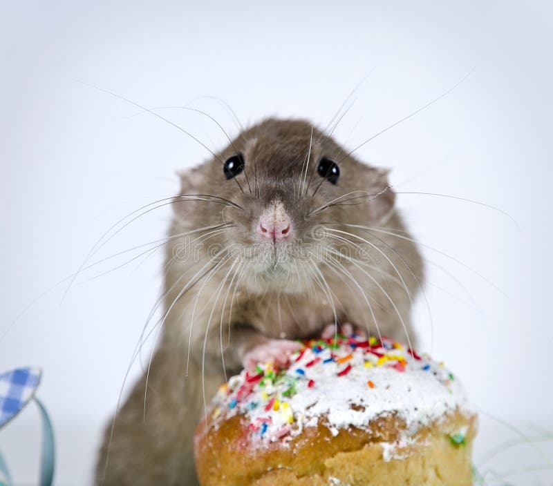 Cute little rat. stock photo. Image of dessert, animals - 53371674