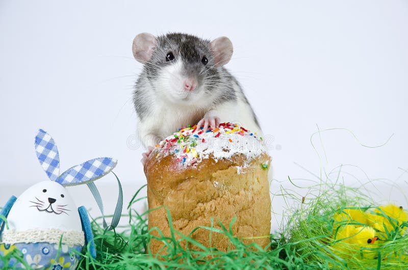 Cute little rat. stock photo. Image of dessert, animals - 53371674