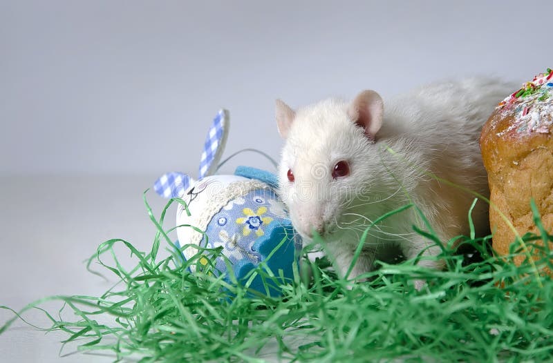 Cute little rat. stock photo. Image of dessert, animals - 53371674